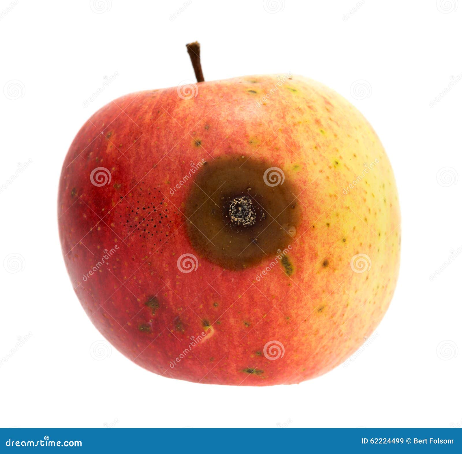 Bad Spot on an Organic Wild Apple Stock Image - Image of stem, spoiled ...