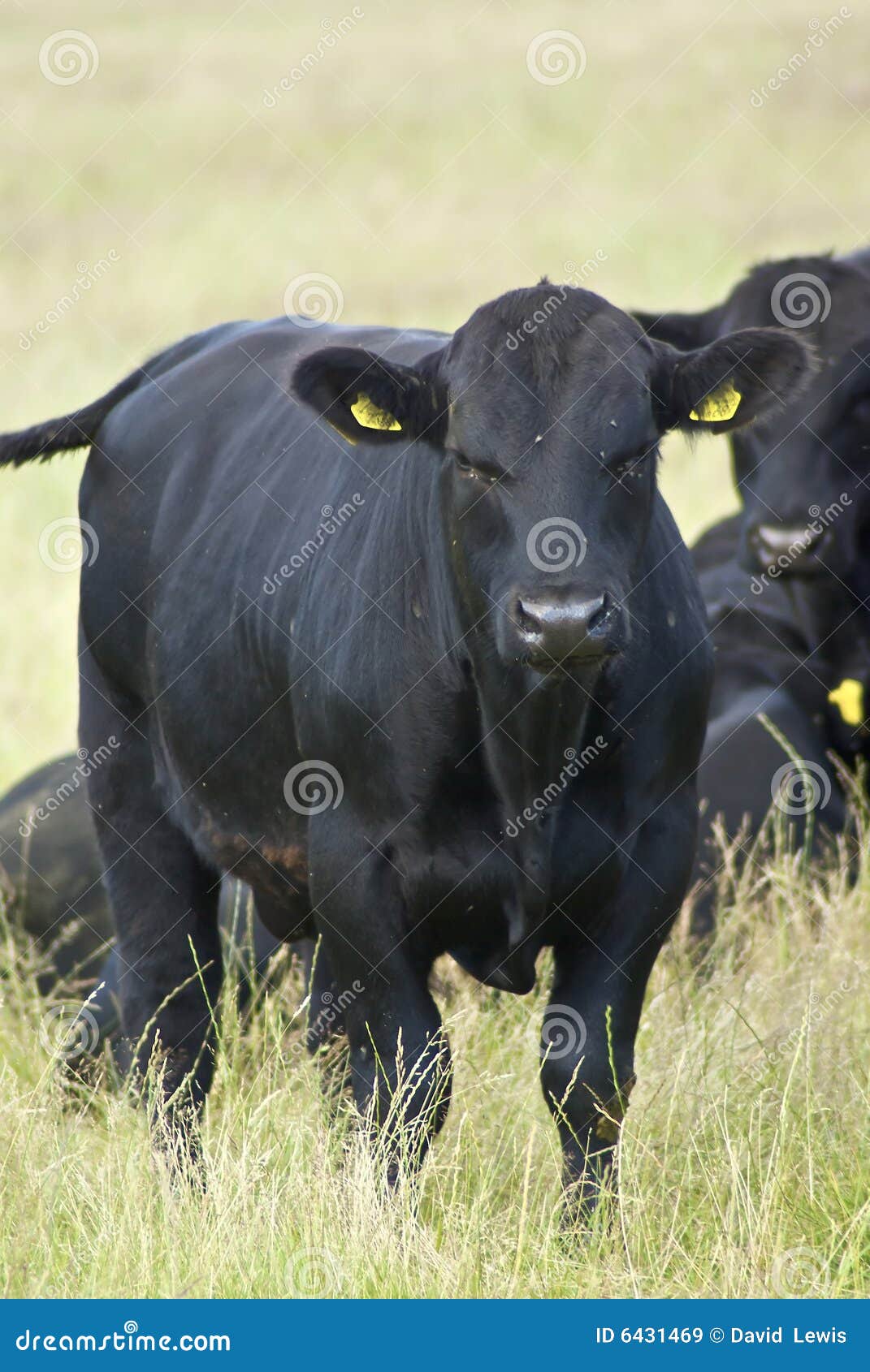 Bad tempered bull stock image. Image of livestock, farming - 6431469