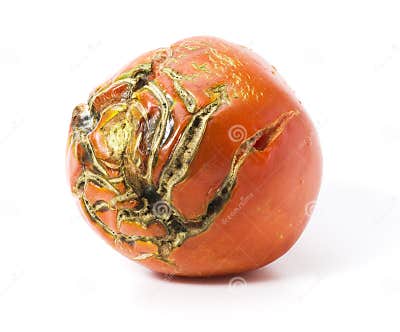 Bad Tomato with Scars Isolated Stock Photo - Image of organic, chap ...