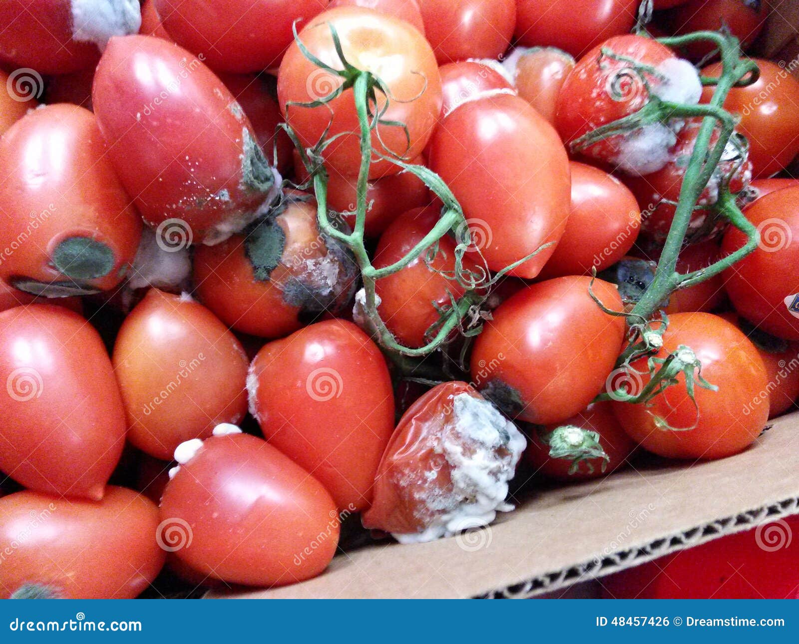 Bad Tomatoes stock photo. Image of discard, ready, tomatoes - 48457426