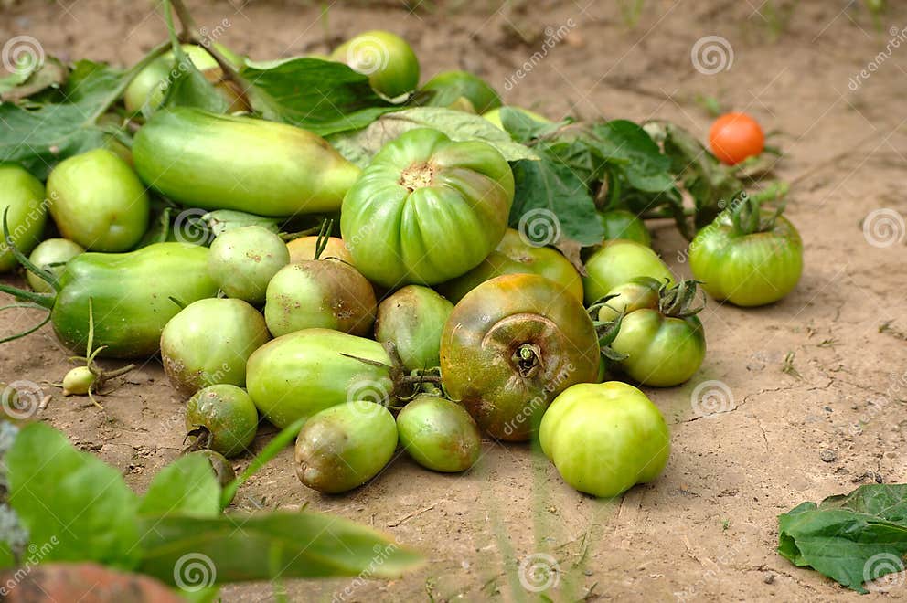 Bad tomatoes stock photo. Image of late, fungus, disease - 43913732