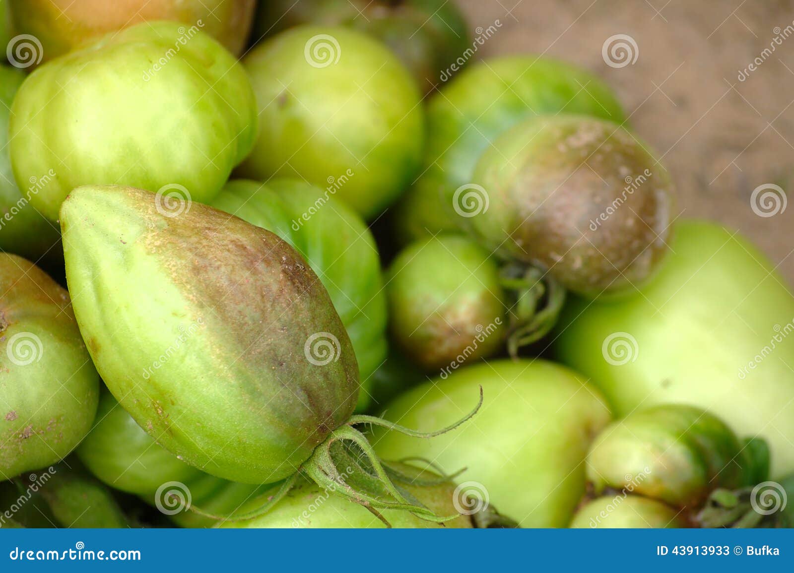 Bad tomatoes stock image. Image of garden, fruits, inedible - 43913933