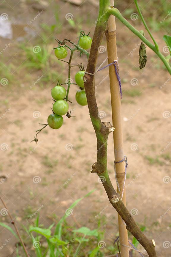 Bad tomatoes stock photo. Image of affected, mould, sick - 43913978