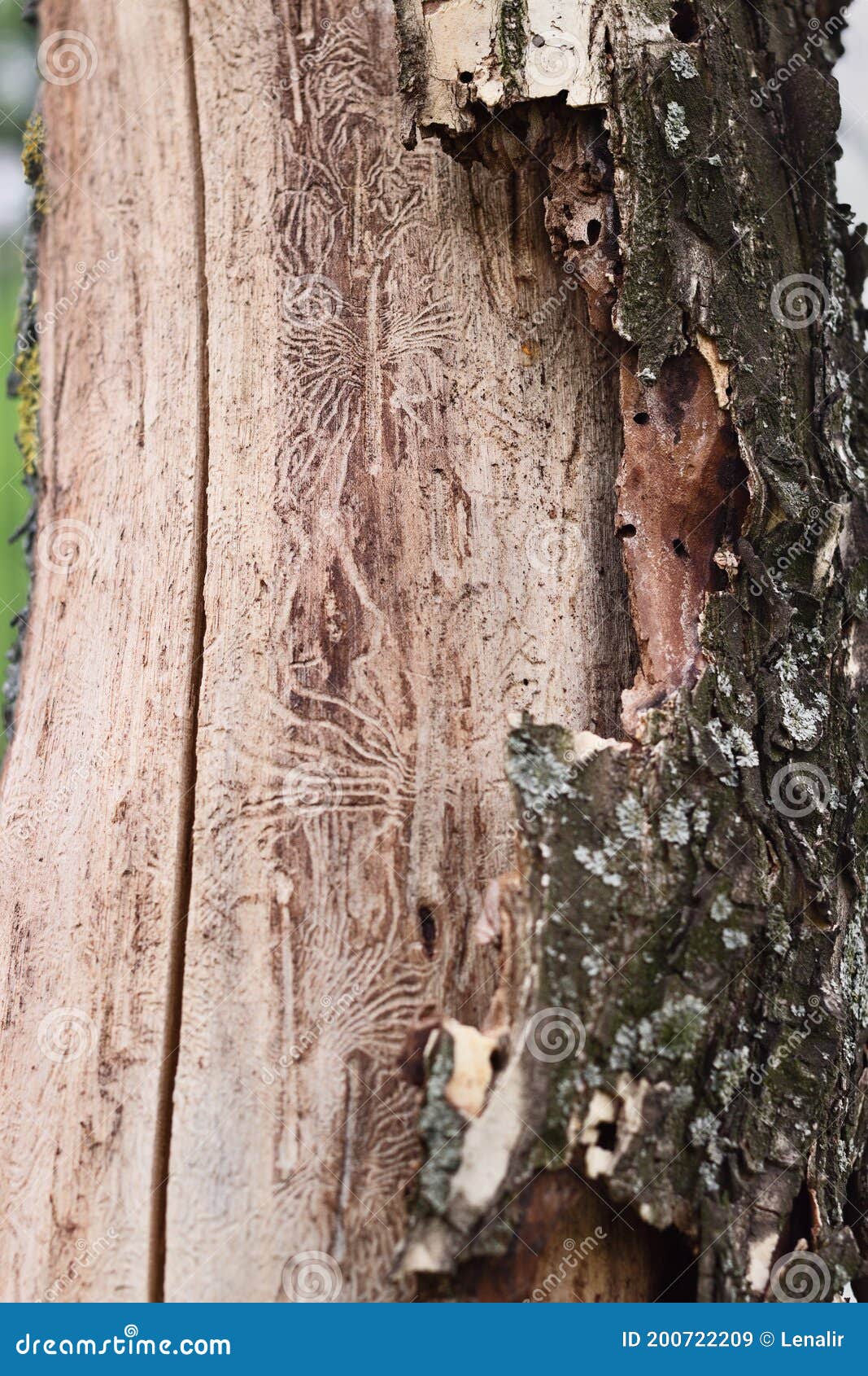 Bad Tree with Holes in Bark Stock Image - Image of background, bark ...