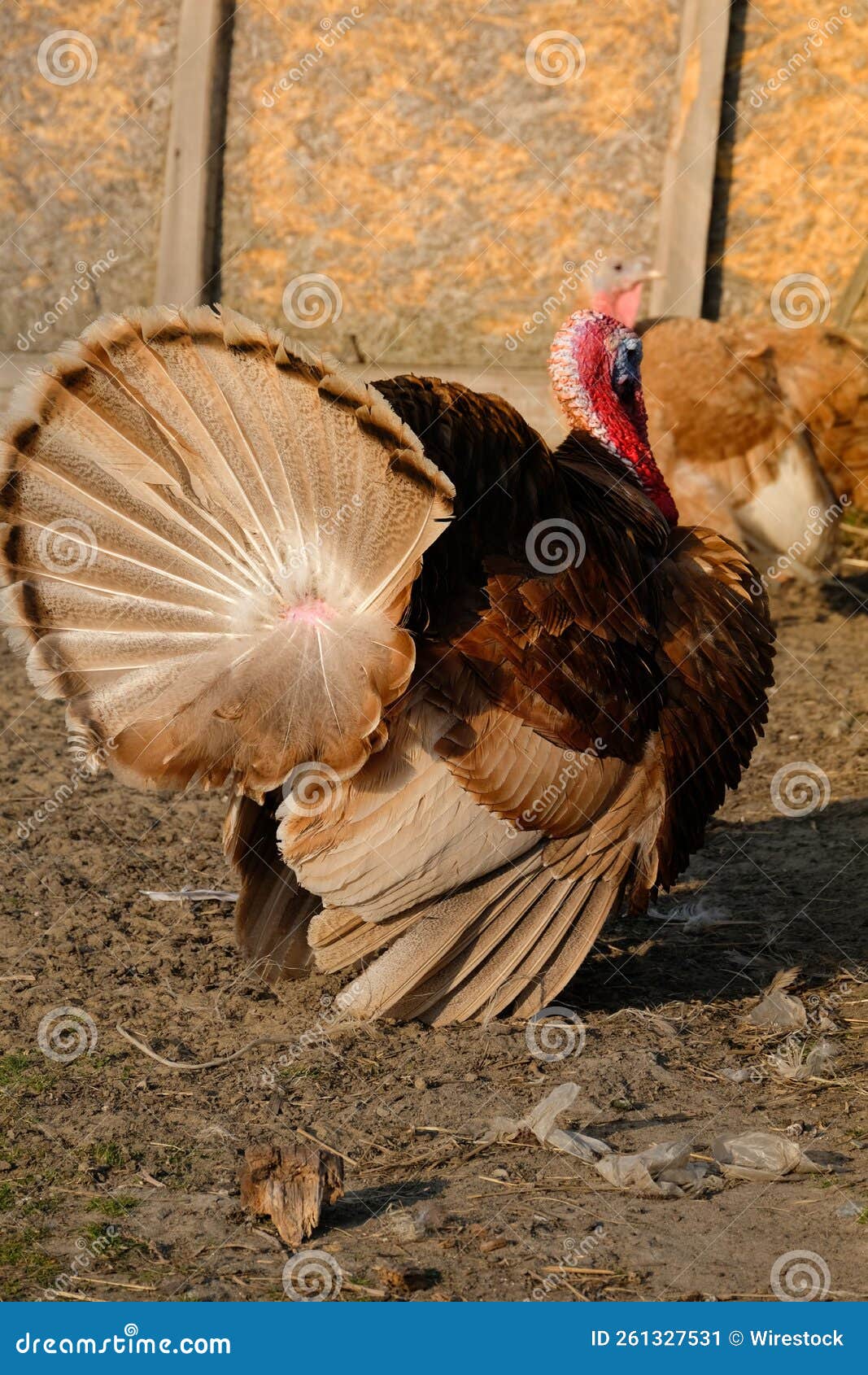 Bad Turkey Ruffling Feathers in the Yard. Stock Image - Image of plank ...