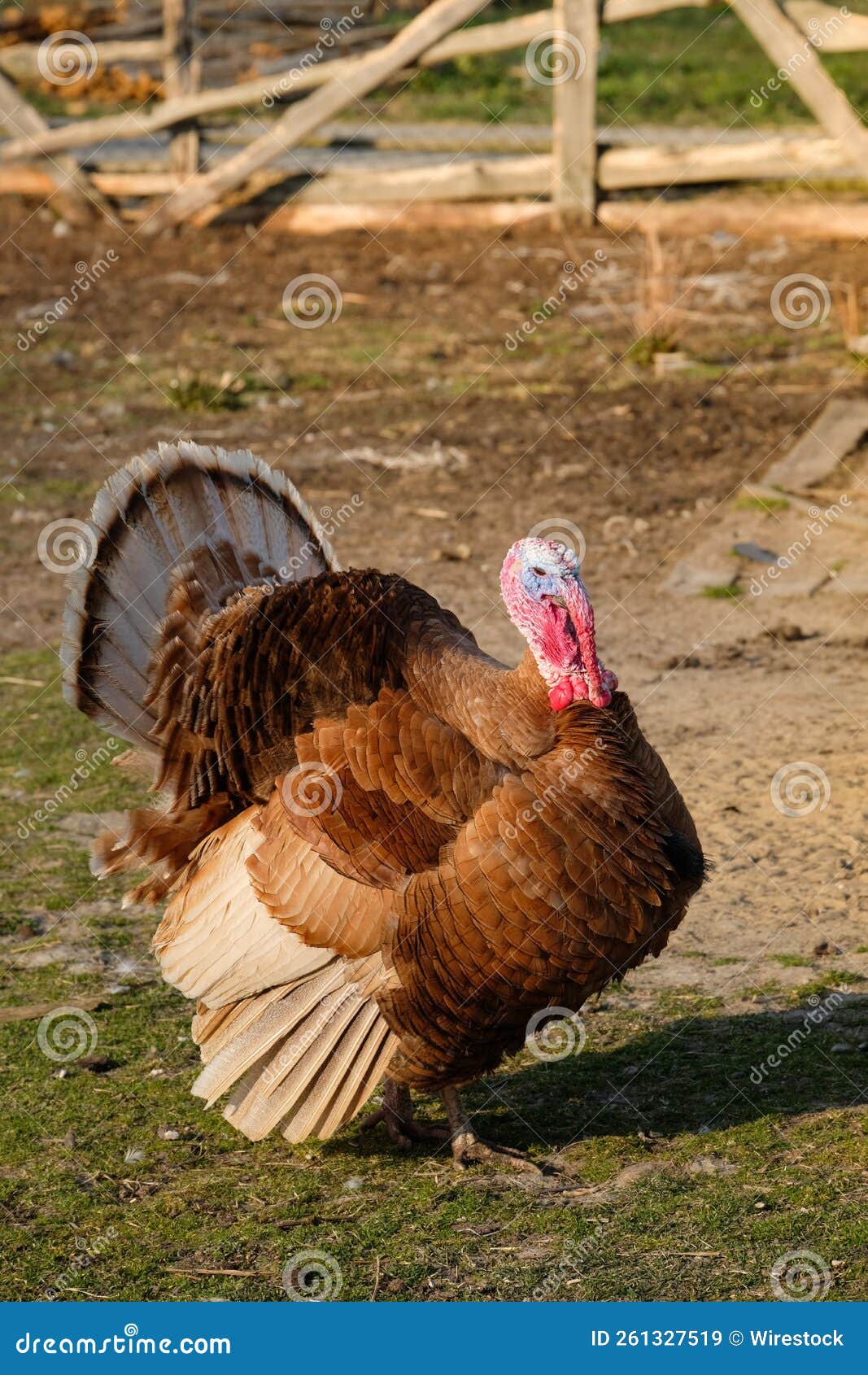 Bad Turkey Ruffling Feathers in the Yard. Stock Image - Image of ...