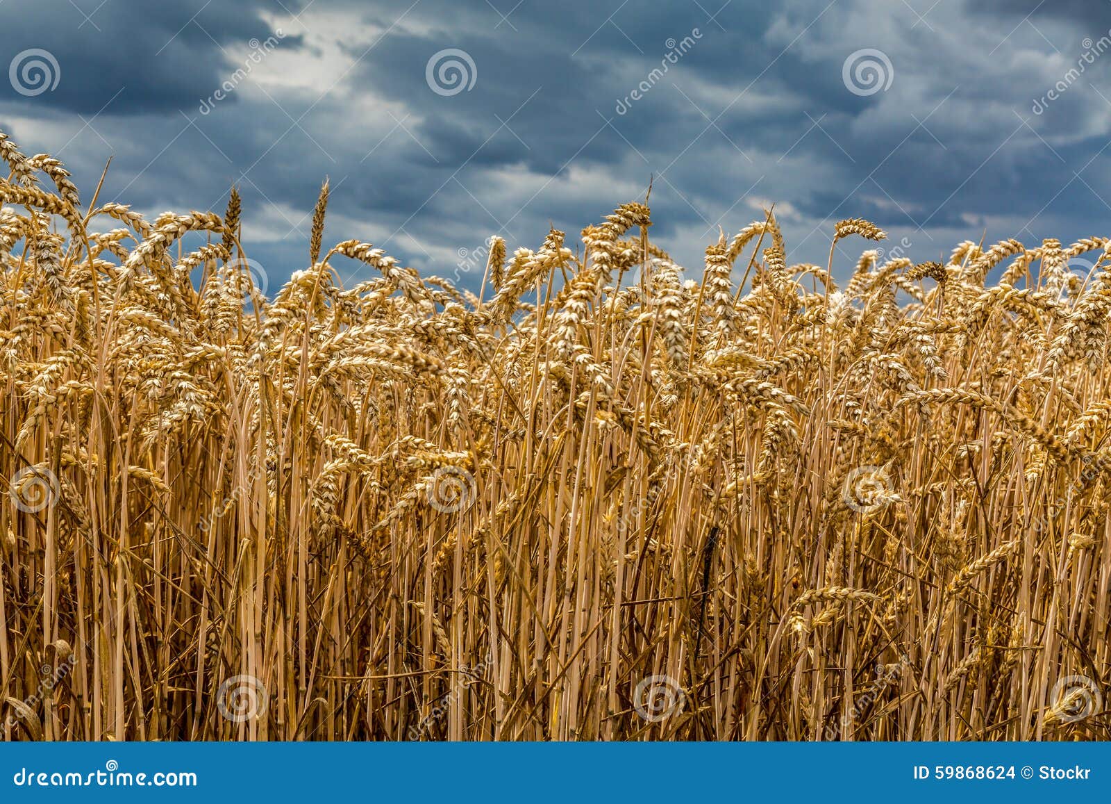 Bad weather over the field stock photo. Image of light - 59868624