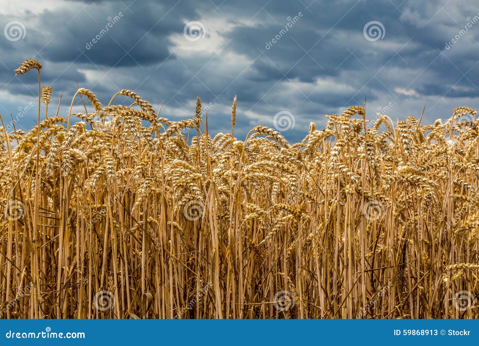 Bad weather over the field stock image. Image of dramatic - 59868913