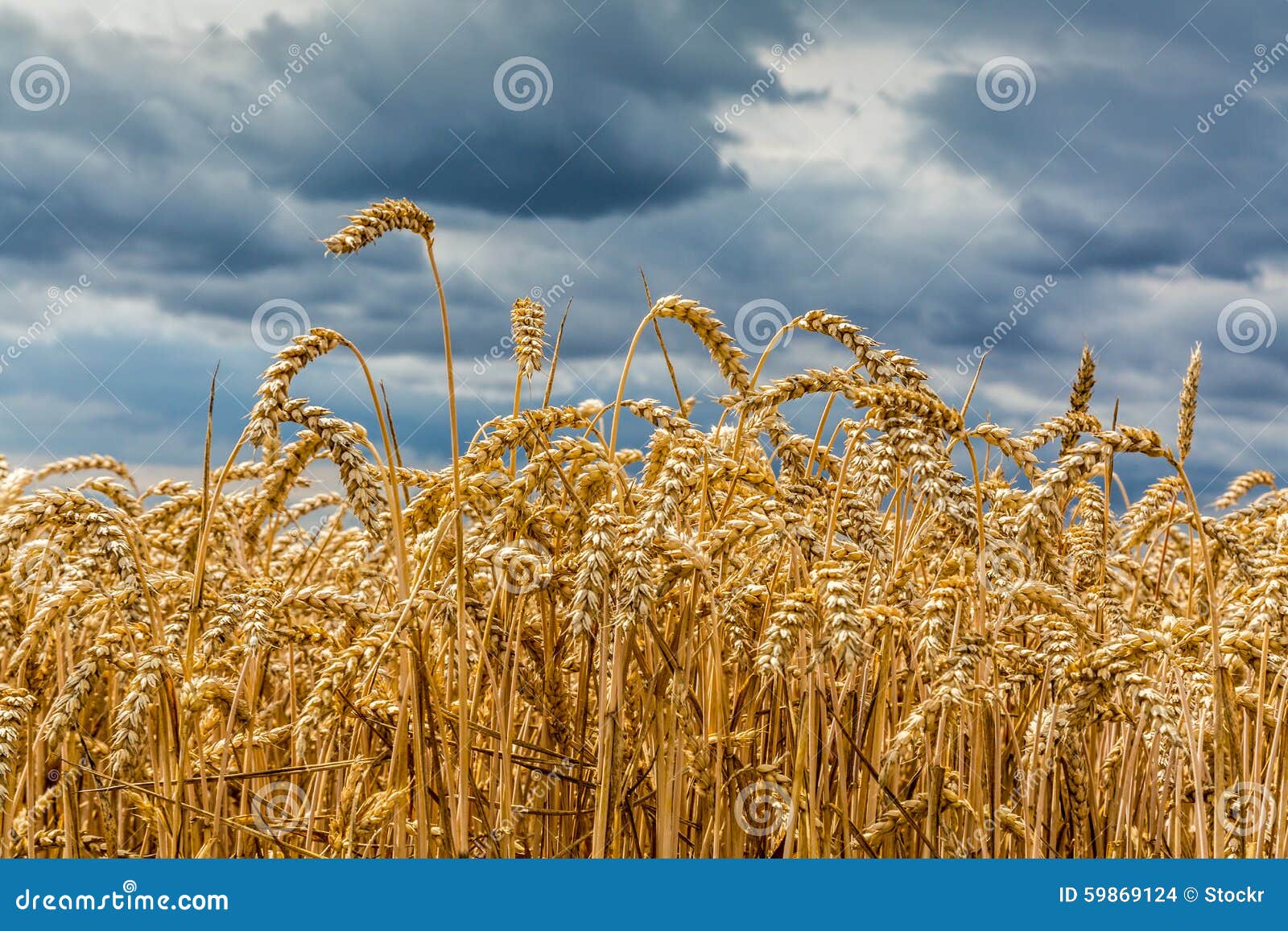 Bad weather over the field stock photo. Image of color - 59869124