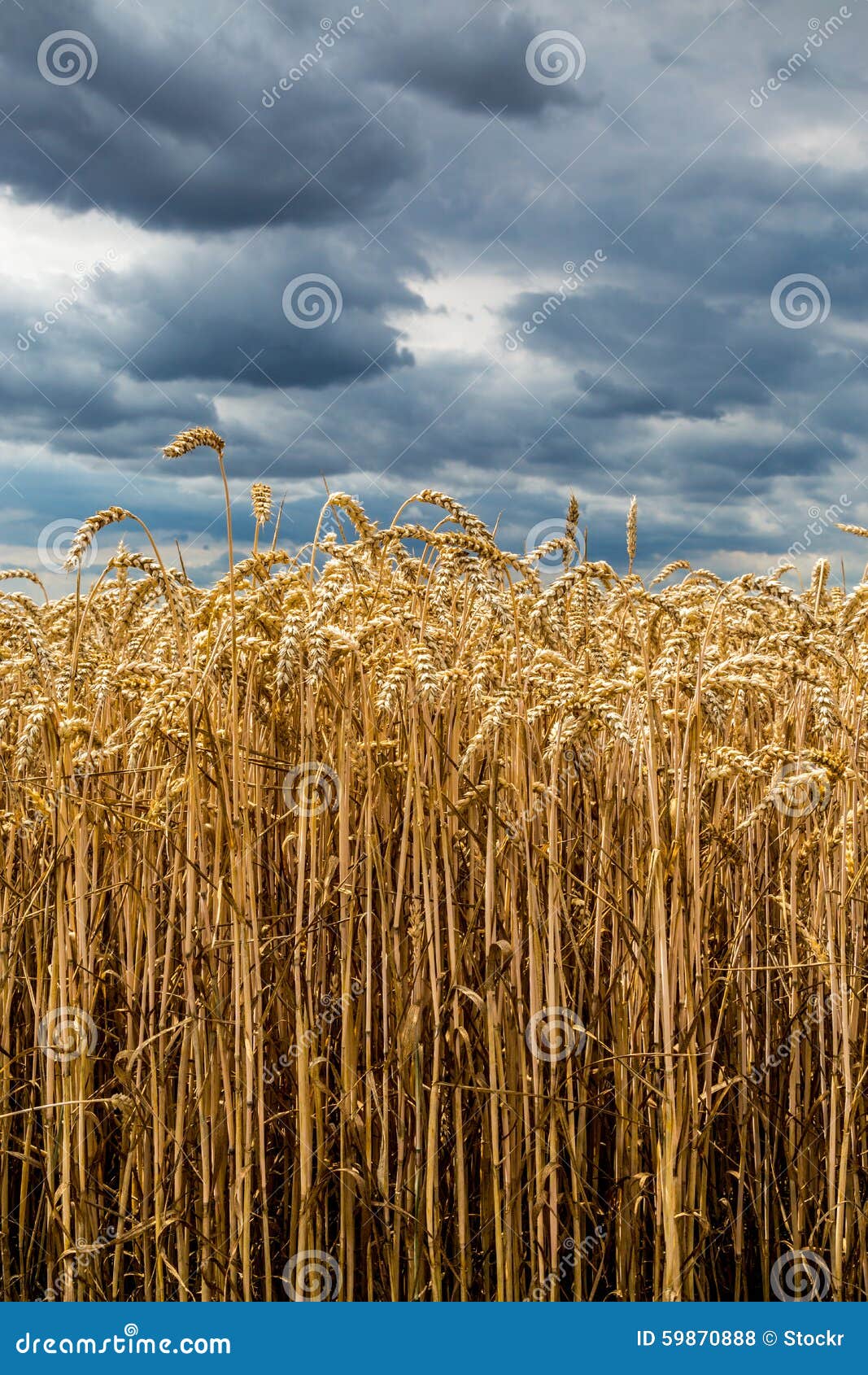 Bad weather over the field stock photo. Image of cloud - 59870888