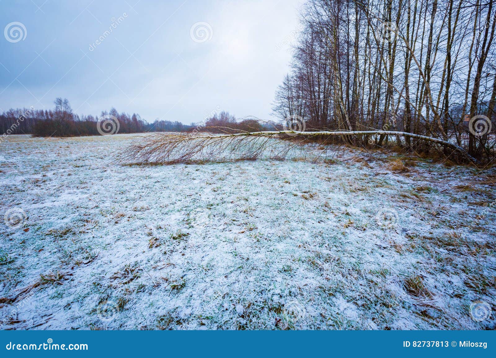 Bad Weather Winter Meadow Landscape Stock Image - Image of birch ...