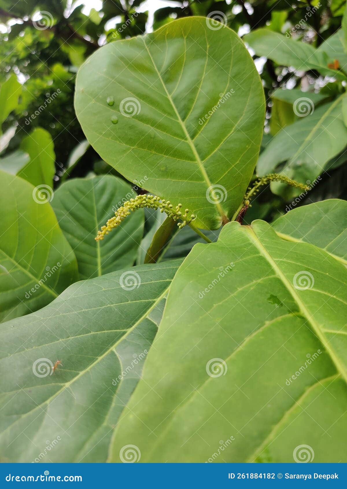 Badam tree flowers stock photo. Image of nature, herb - 261884182