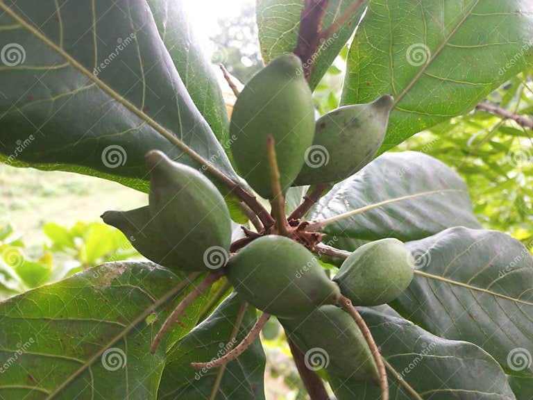 Badam Tree, Indian Almond Tree Stock Photo - Image of fruit, blossom ...