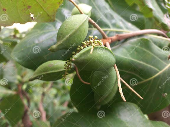 Badam Tree, Indian Almond Tree Stock Photo - Image of leaf, branch ...