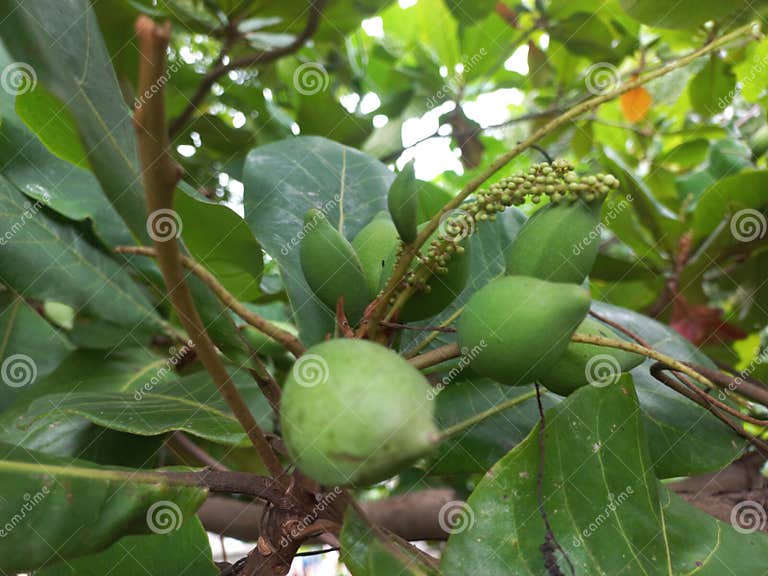 Badam Tree, Indian Almond Tree Stock Photo - Image of herb, deciduous ...