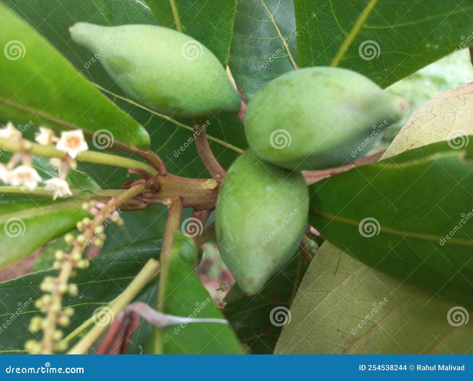 Badam Tree, Indian Almond Tree Stock Photo - Image of vegetable, shrub ...