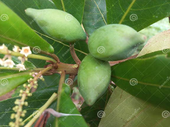 Badam Tree, Indian Almond Tree Stock Photo - Image of vegetable, shrub ...
