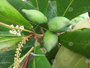 Badam Tree, Indian Almond Tree Stock Photo - Image of evergreen, badam ...