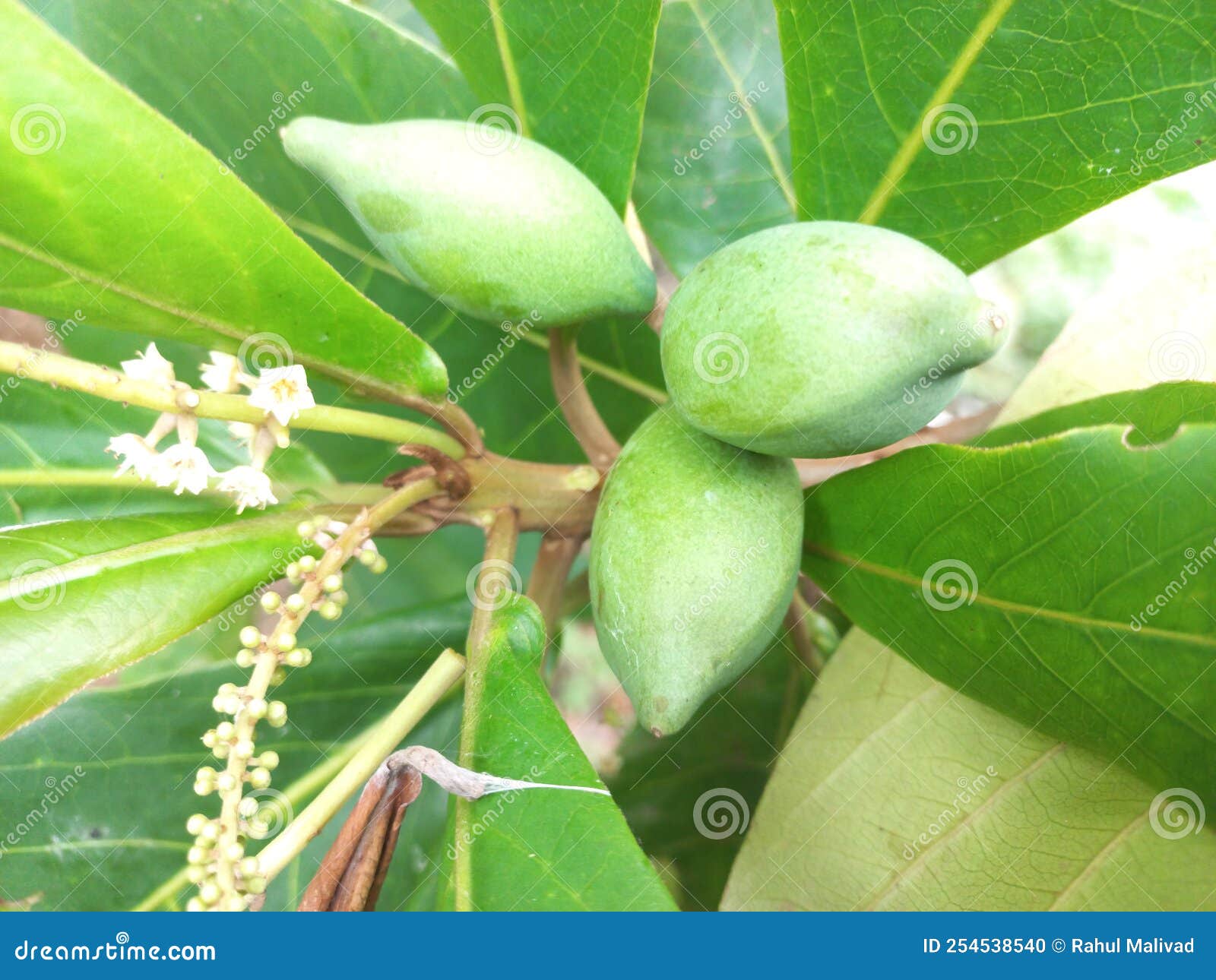 Badam Tree, Indian Almond Tree Stock Photo - Image of blossom, berry ...