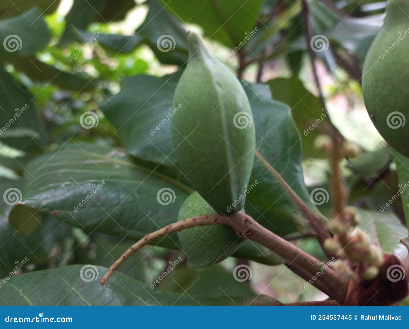 Badam Tree, Indian Almond Tree Stock Image - Image of badam, leaf ...