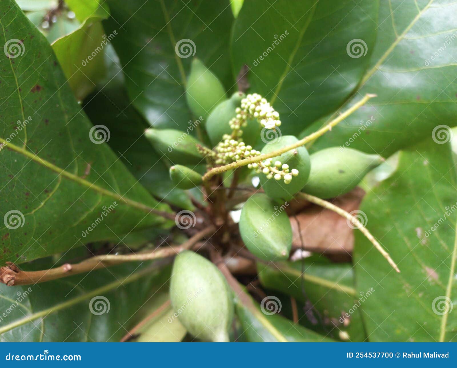 Badam Tree, Indian Almond Tree Stock Photo - Image of wildflower, badam ...
