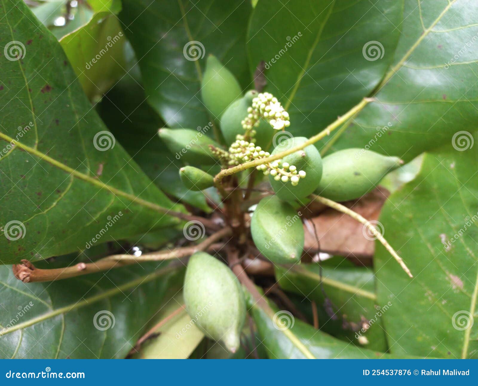 Badam Tree, Indian Almond Tree Stock Photo - Image of garden, food ...