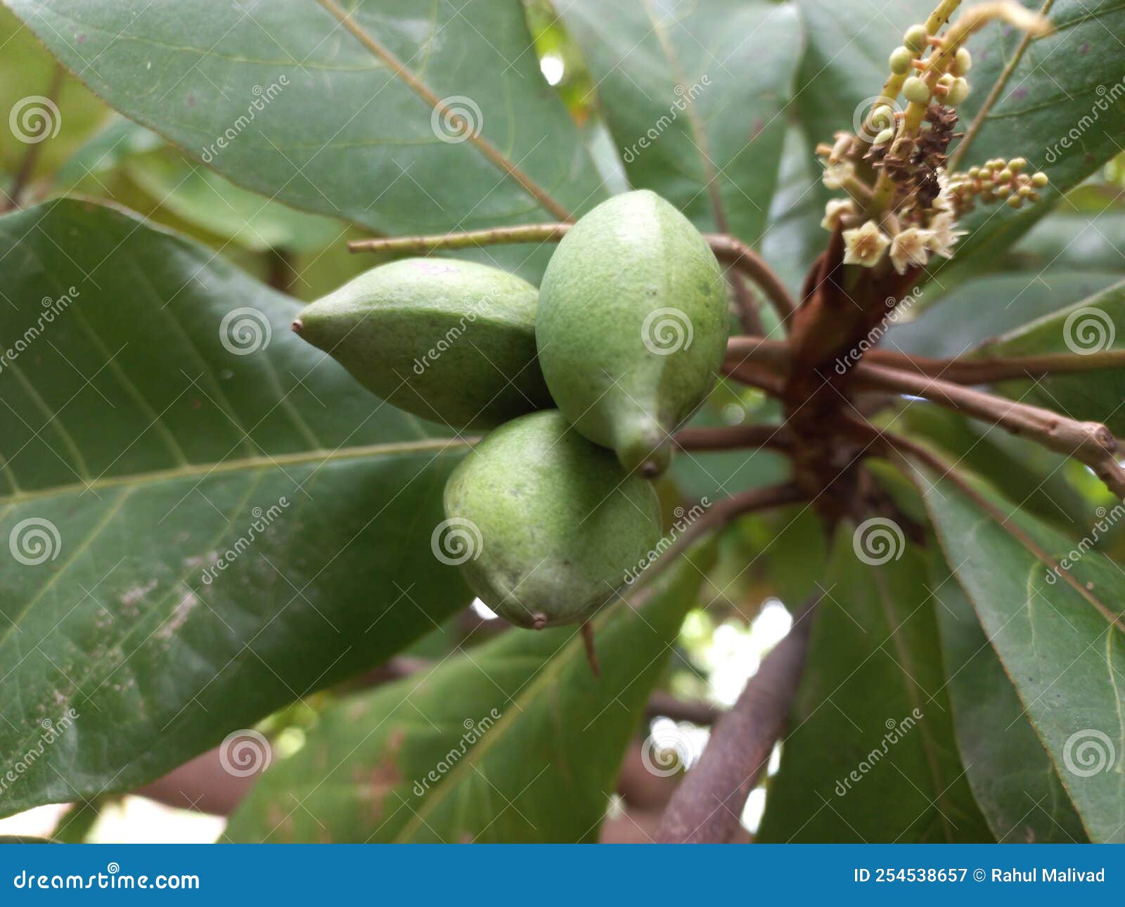 Badam Tree, Indian Almond Tree Stock Image - Image of tree, evergreen ...