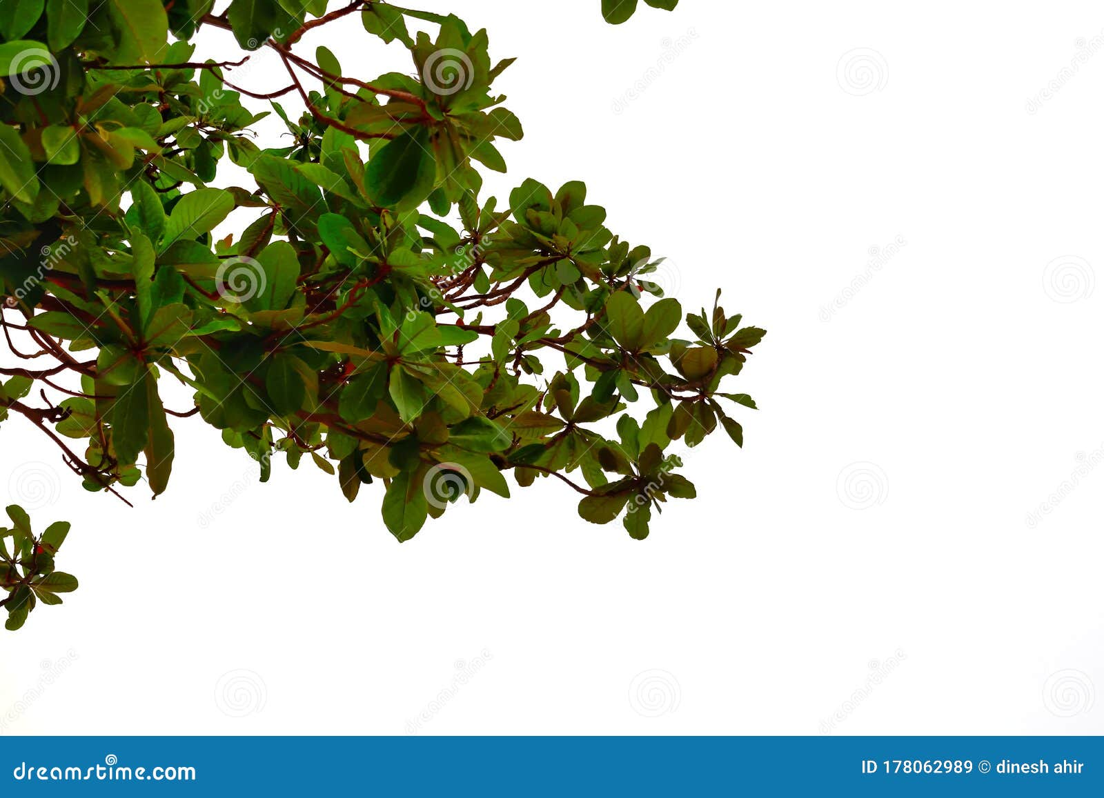 Badam Tree Leaves,badam Tree Green Leaves Stock Image - Image of winter ...