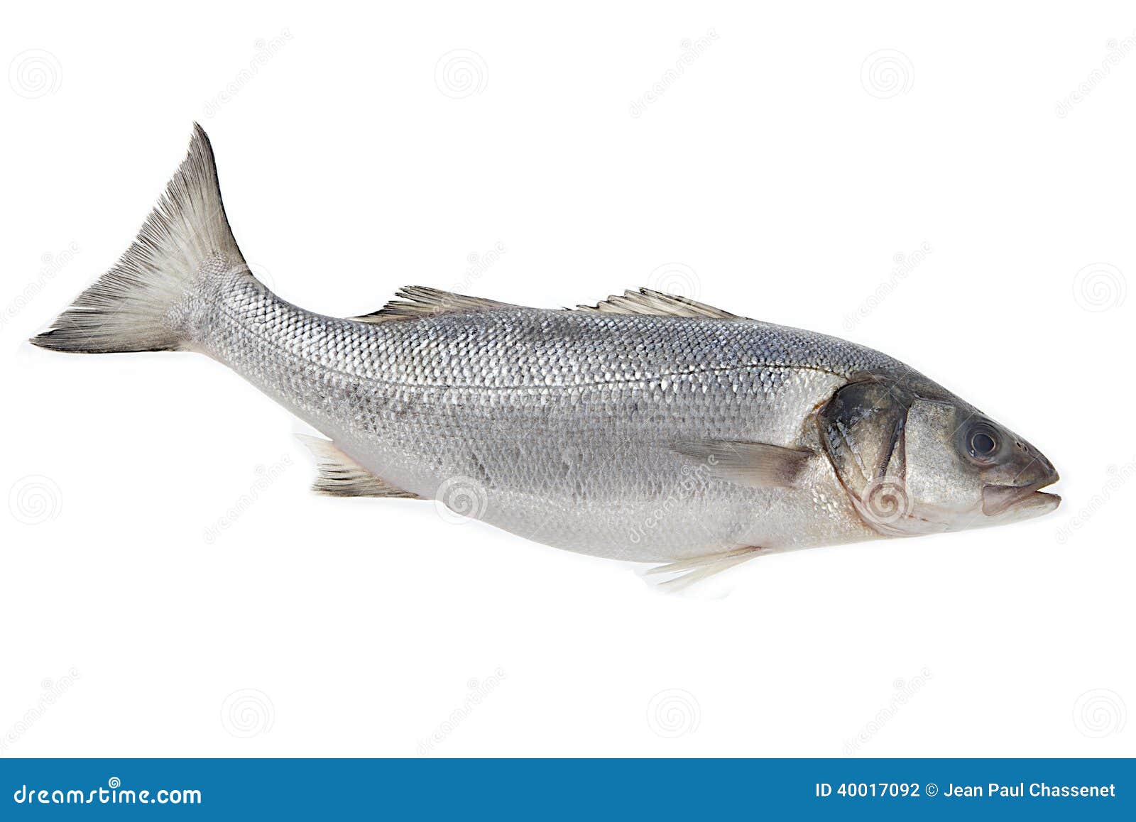 Badejo inteiro fresco foto de stock. Imagem de preparado - 40017092