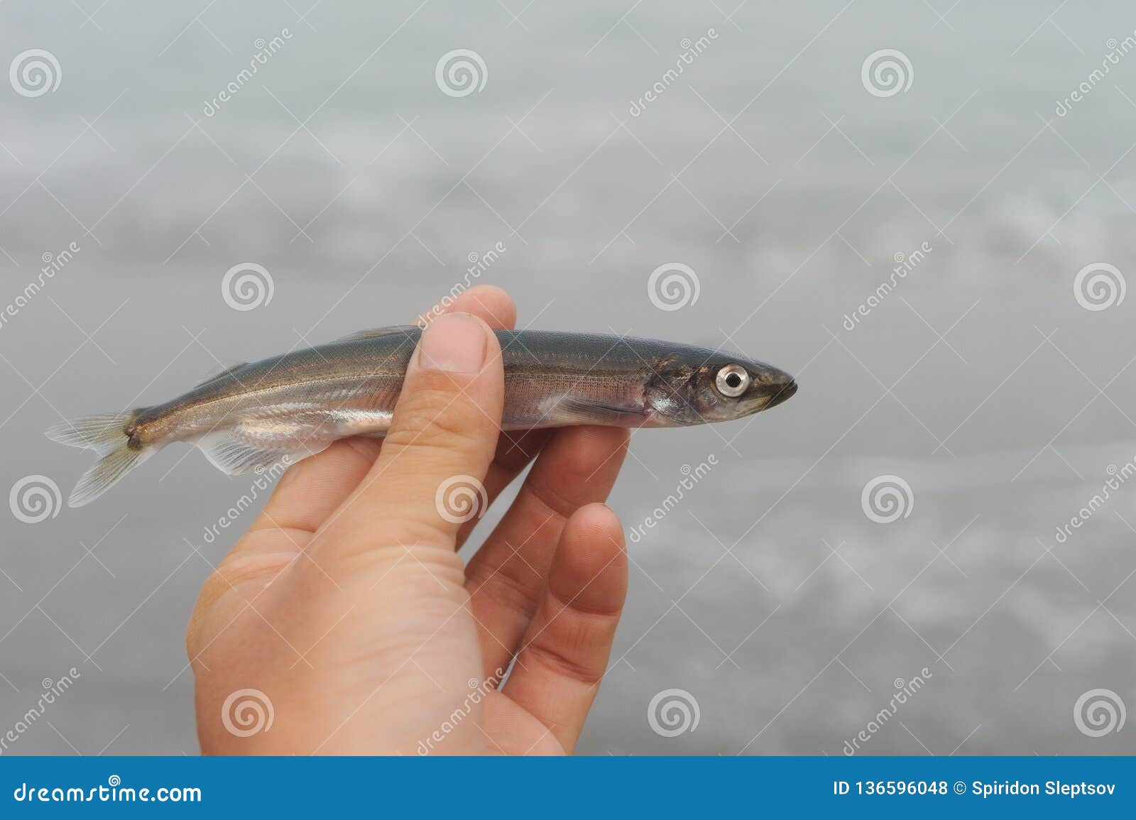 Badejo Que Desova Na Costa Do Mar De Okhotsk Foto de Stock - Imagem de ...