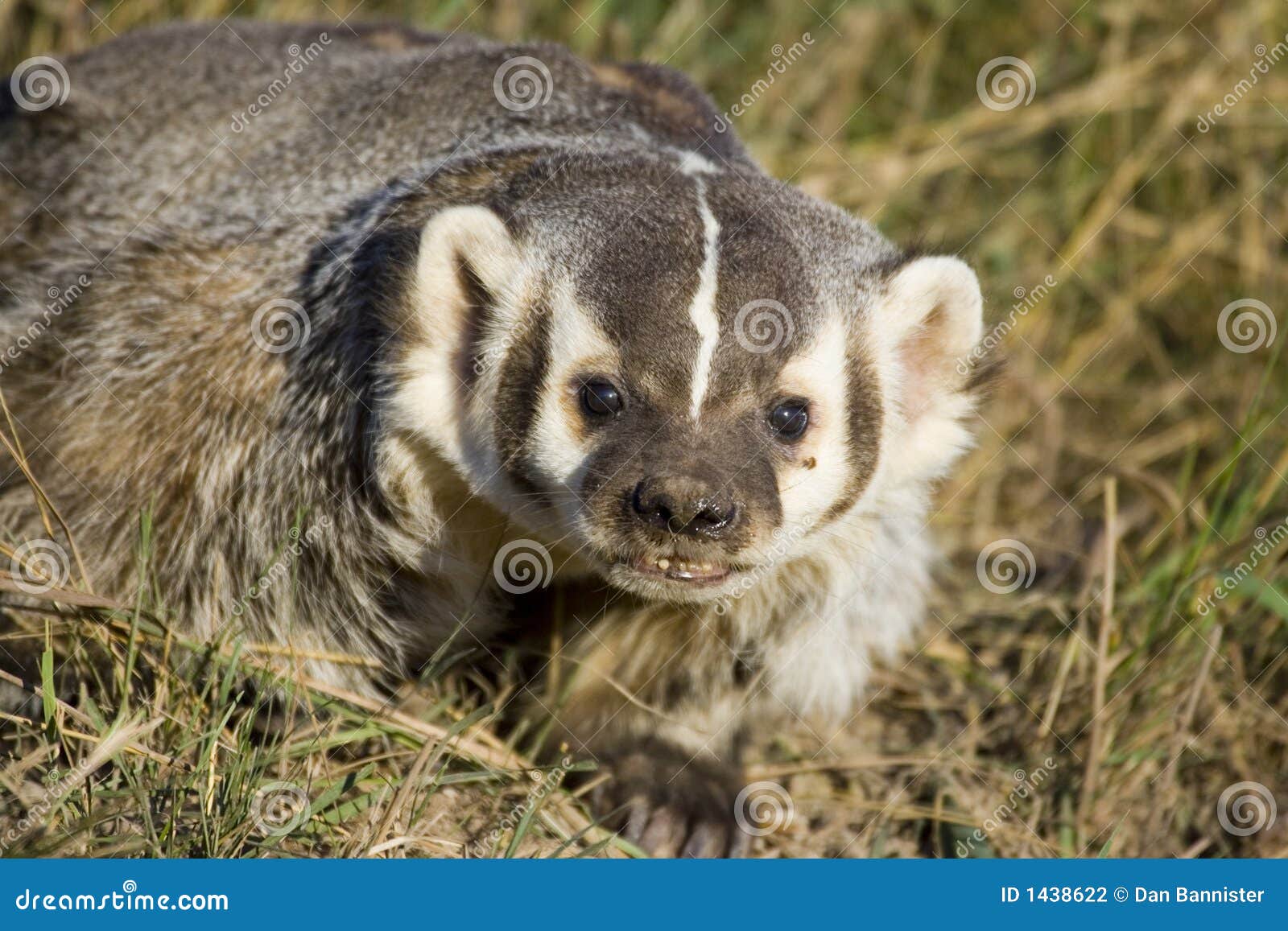 Badger stock photo. Image of violent, fear, wildlife, nature - 1438622