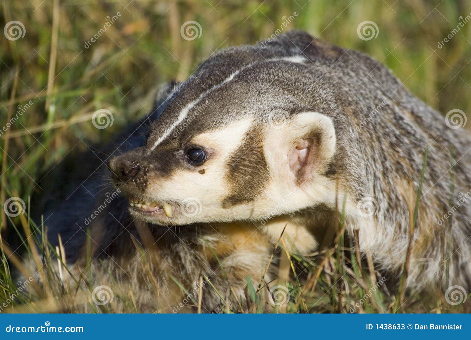 Badger stock image. Image of rodent, wildlife, teeth, wild - 1438633