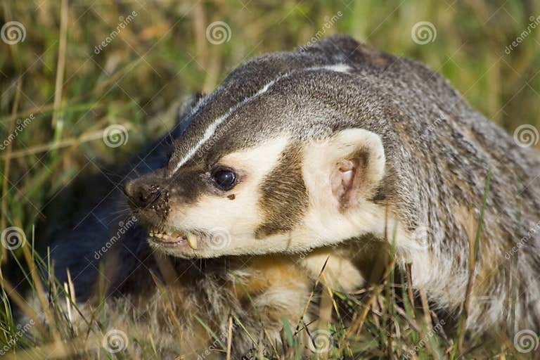 Badger stock image. Image of rodent, wildlife, teeth, wild - 1438633