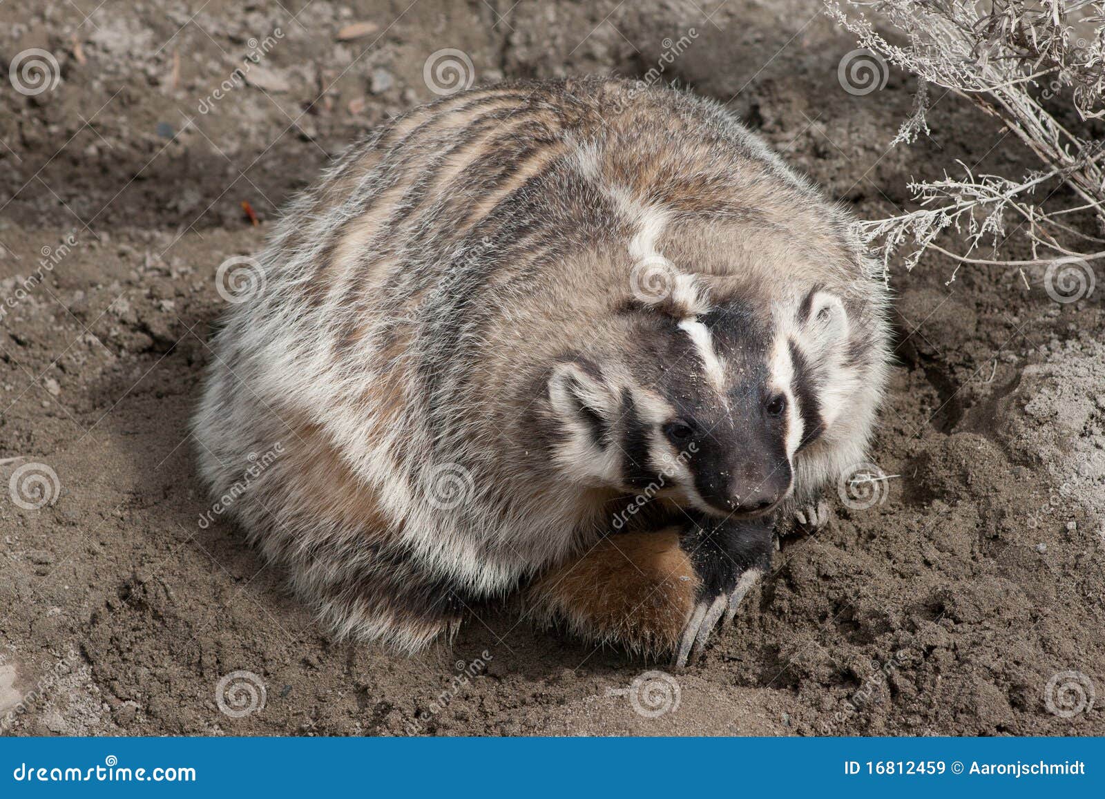 Badger Royalty Free Stock Images - Image: 16812459