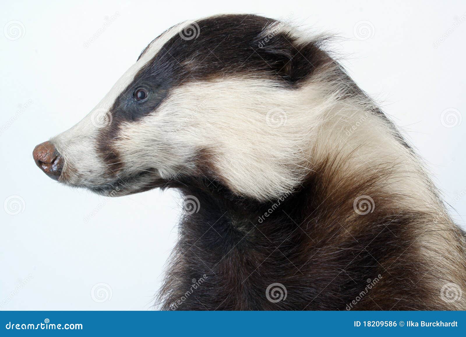 Badger stock photo. Image of hunt, pluck, padded, trophy - 18209586