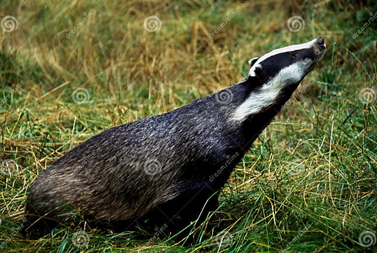Badger stock image. Image of night, badgers, wildlife, badger - 209847