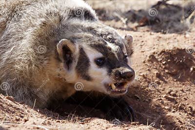 Badger stock image. Image of badger, defending, dirt, ground - 4074375