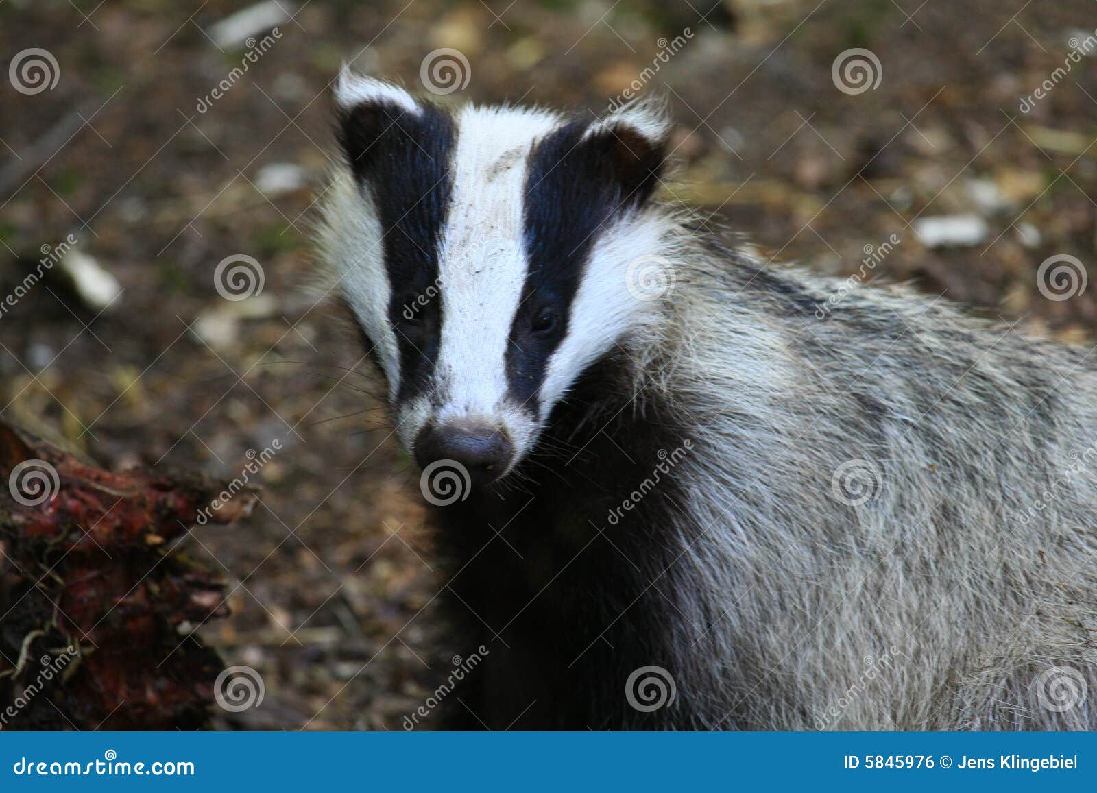 Angry Badger In Vertical Format Stock Photography | CartoonDealer.com ...