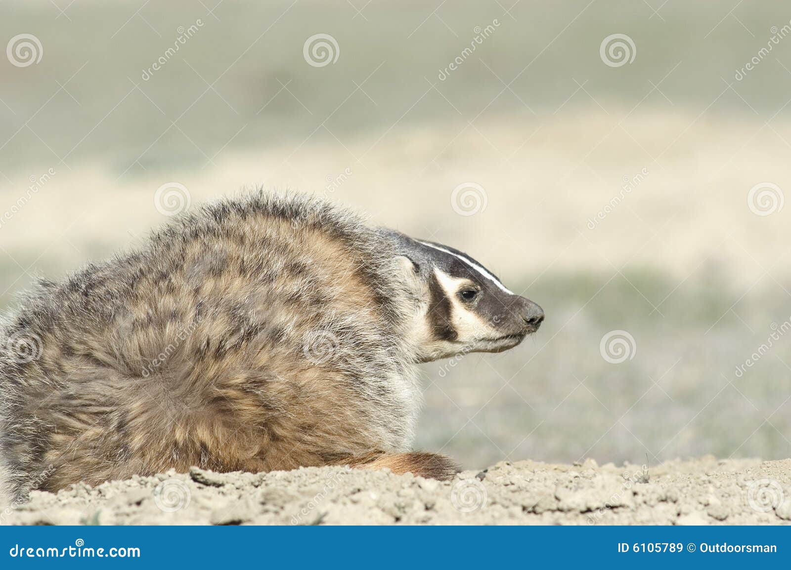 Badger stock image. Image of dakota, north, outdoors, close - 6105789