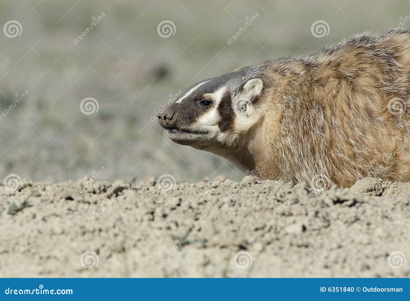 Badger stock photo. Image of badger, burrow, nature, close - 6351840