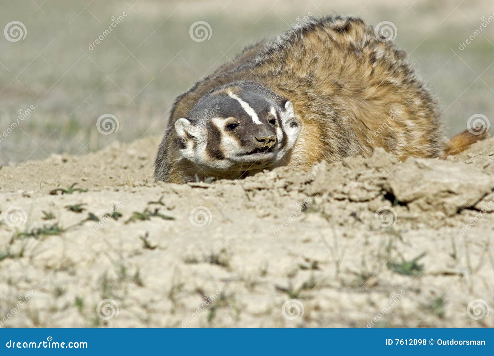 Badger stock photo. Image of north, badger, telephoto - 7612098