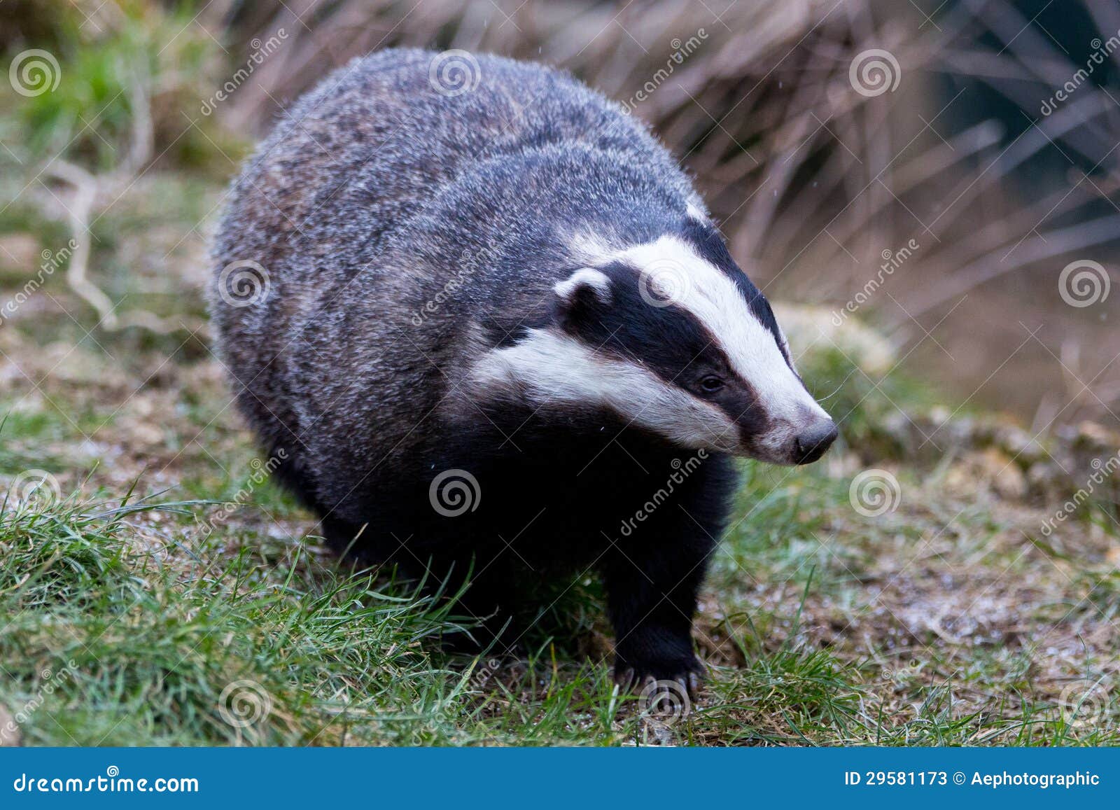 Badger ambling along stock image. Image of omnivores - 29581173