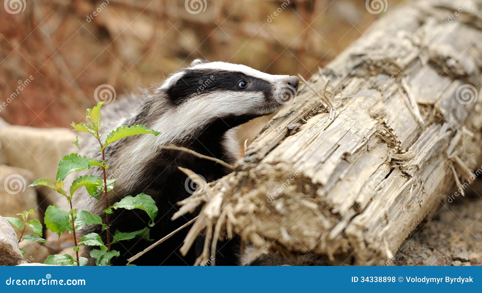 Badger stock photo. Image of meles, burrow, nature, claws - 34338898