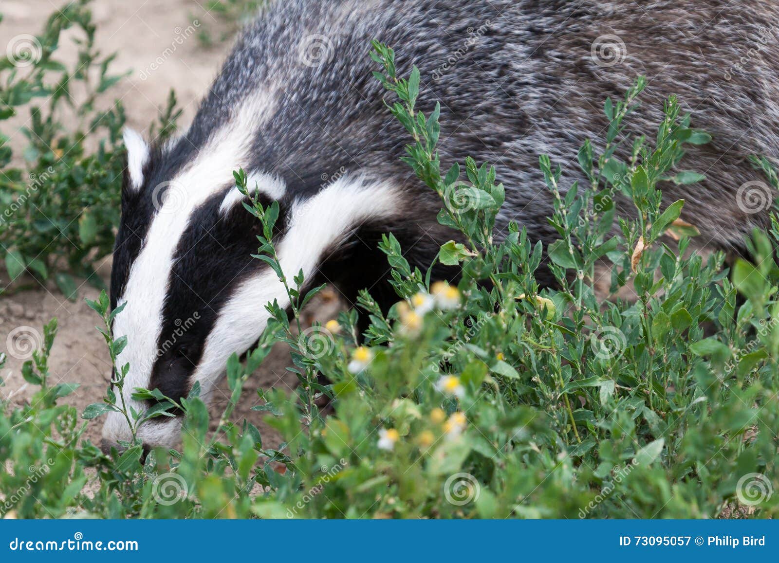 Badger at the British Wildlife Centre Stock Image - Image of habitat ...