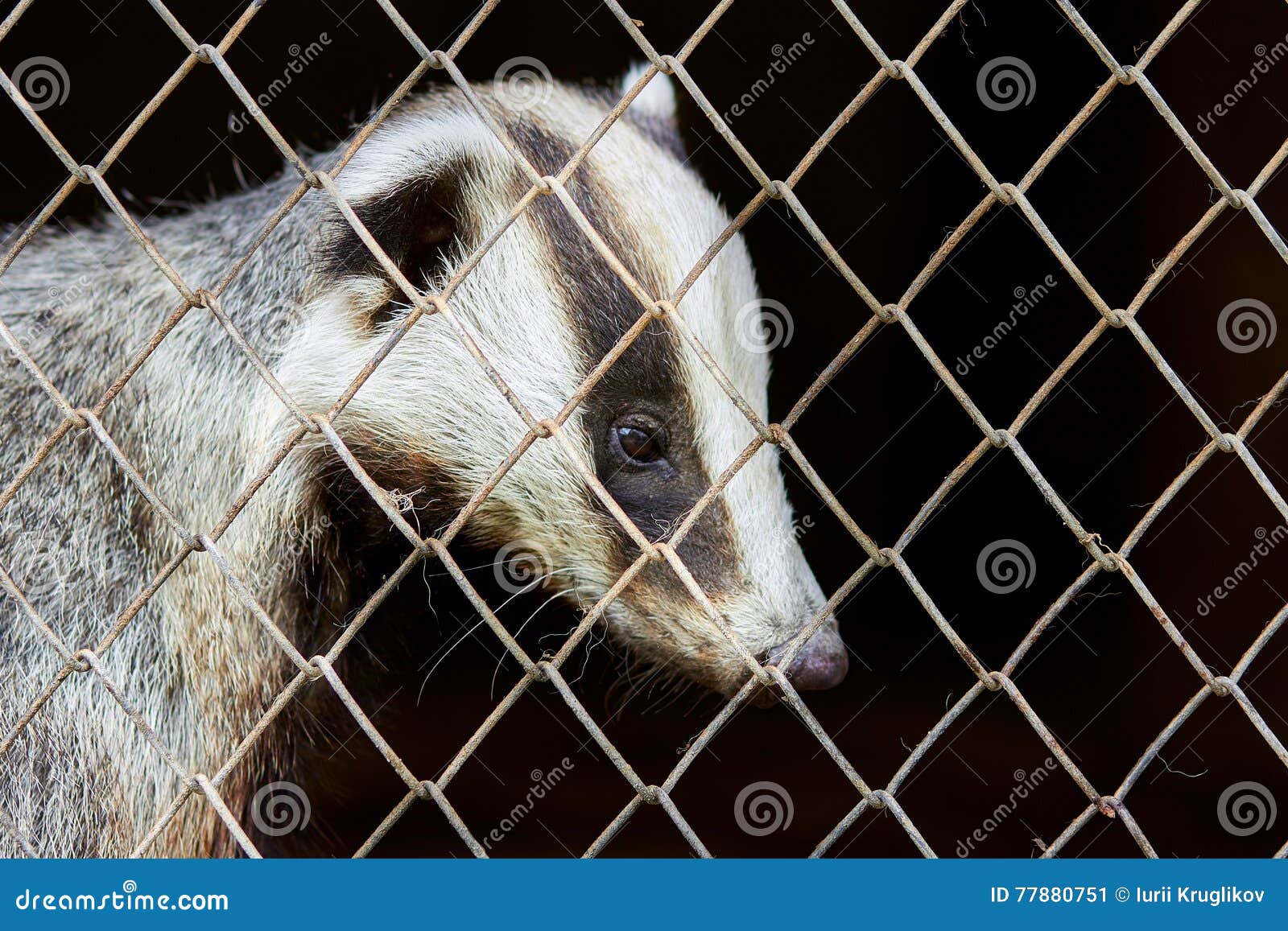 Badger in Captivity. Poor Animal in a Cage Behind Bars in the Nursery ...