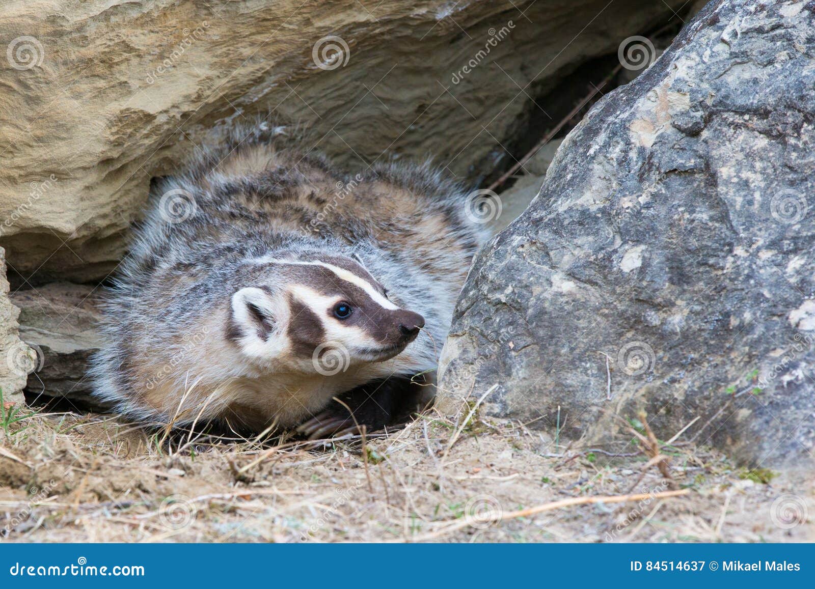 Badger checking for safety stock image. Image of outdoors - 84514637