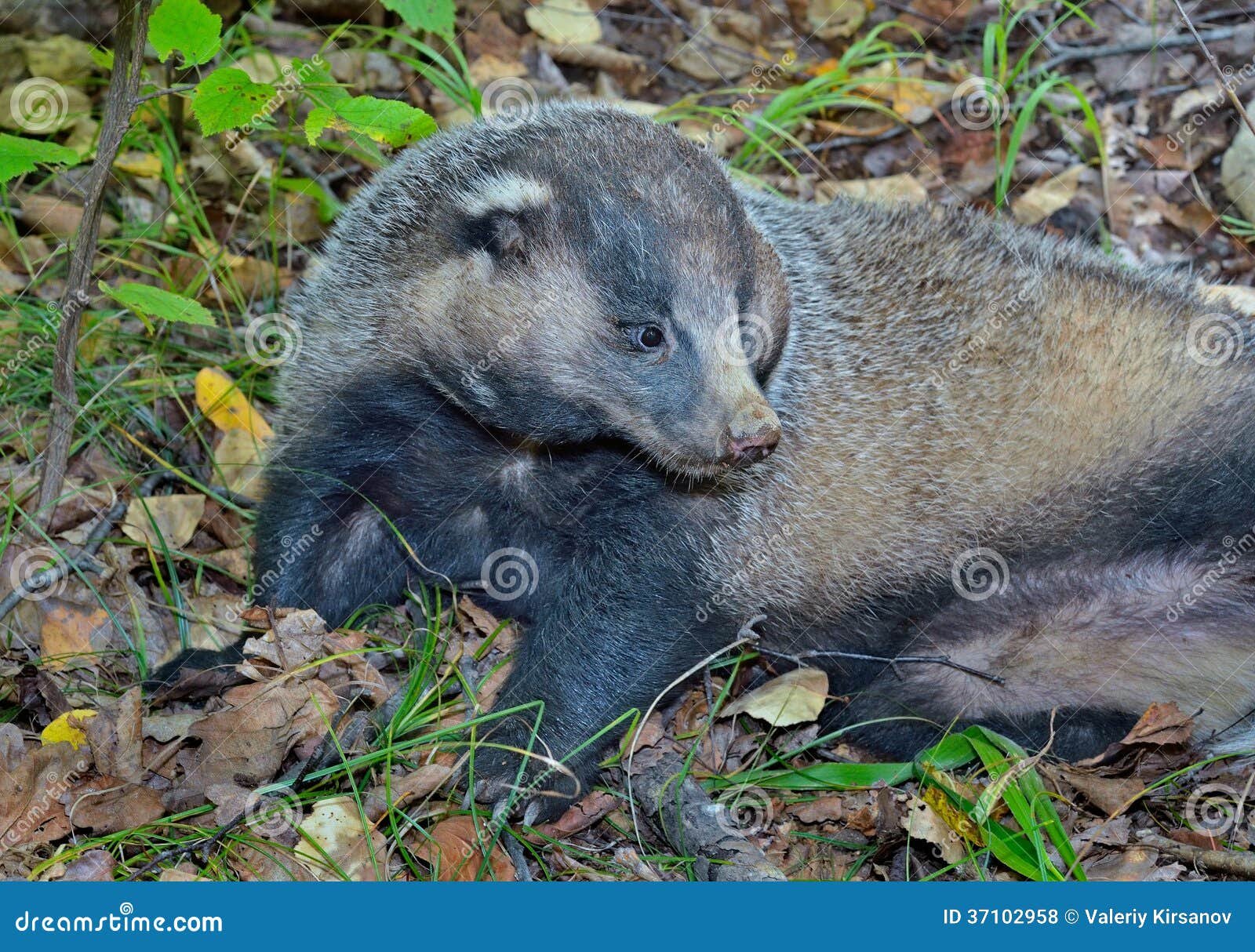 Badger 12 stock photo. Image of pawed, outdoor, beast - 37102958