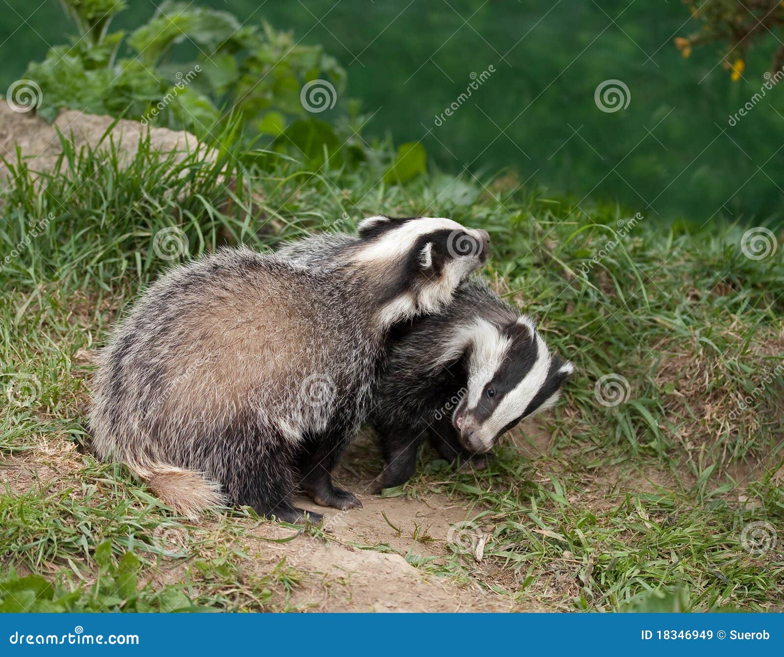 Badger Cubs playing stock image. Image of meles, mammal - 18346949