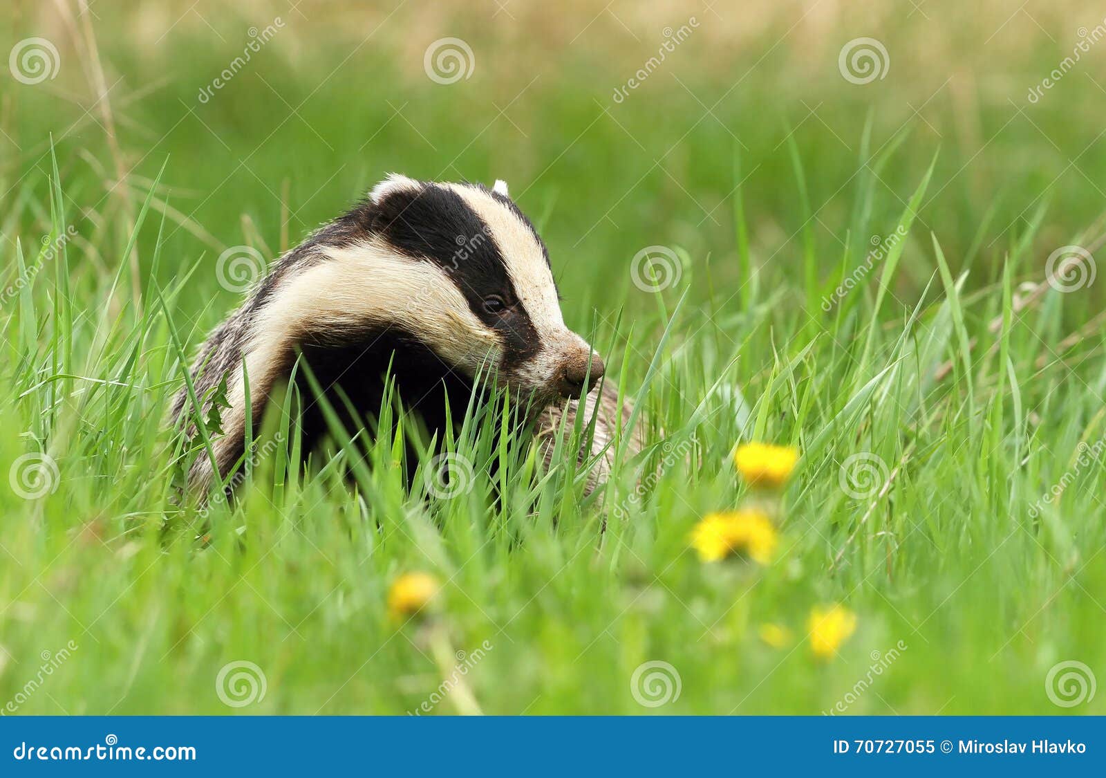 Badger with dandelions stock image. Image of meles, mighty - 70727055