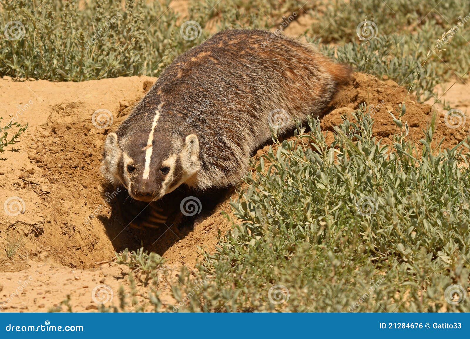 Badger Digging Den stock photo. Image of nature, mammal - 21284676